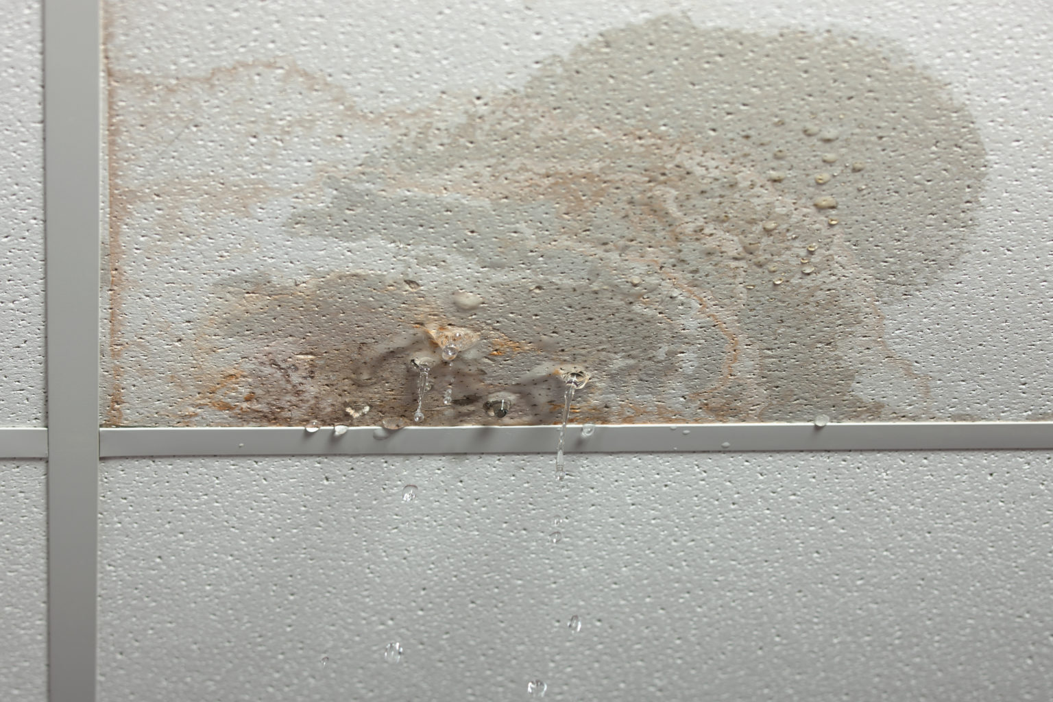 Water Leak Mold Growth: How Long It Takes Water Cause Mold
